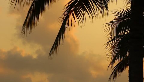 Beautiful Sunset On Beach Palm Trees Stock Footage Video (100% Royalty ...