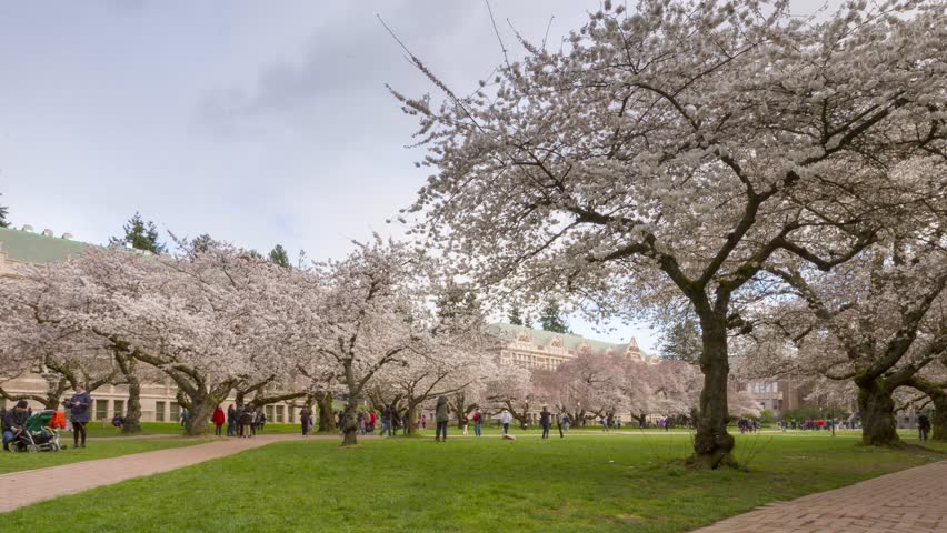 University of Washington Quad in spring in Seattle image - Free stock ...