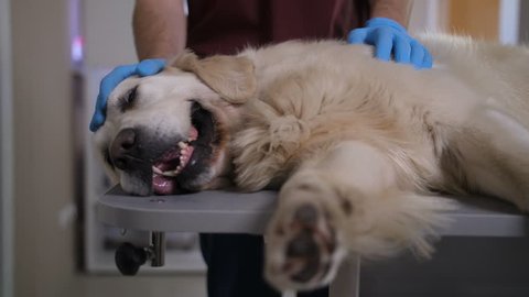 Preoxygenation Technique Dog Oxygen Mask Veterinary Stock Photo ...