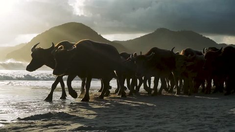 Herd Ox Walking Along Beach Sunset Stock Footage Video (100% Royalty ...