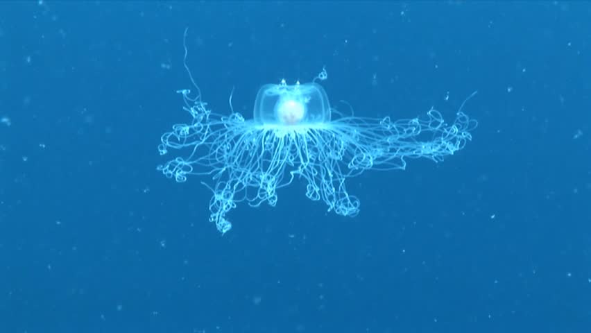 TURRITOPSIS-DOHRNII Footage, Videos and Clips in HD and 4K - Avopix.com