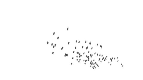 Birds Flying Alpha Channel Included Stock Footage Video (100% Royalty ...