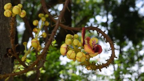 Shorea Robusta Shala Tree Flower Known Stock Footage Video (100% ...