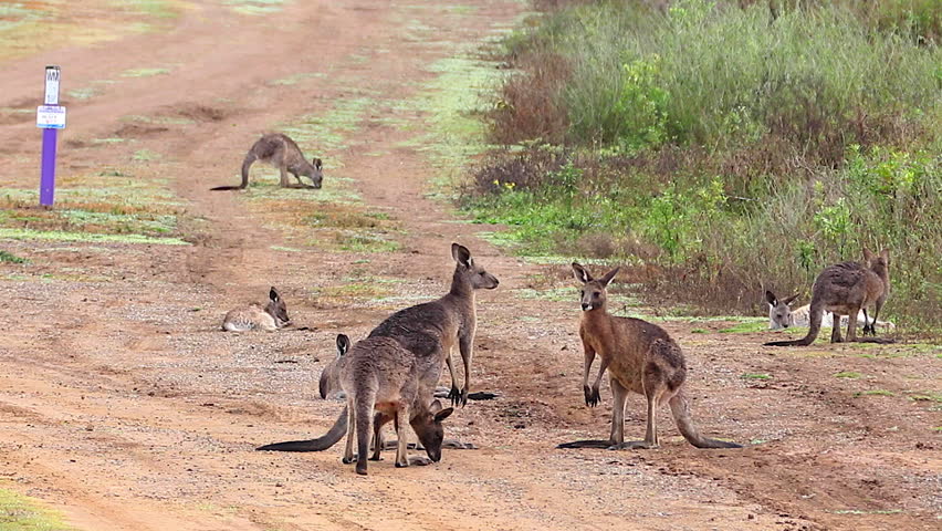 Kangaroos Fighting image - Free stock photo - Public Domain photo - CC0 ...