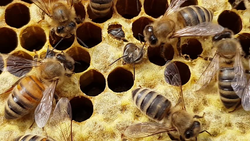 Buck fast bee Stock Video Footage - 4K and HD Video Clips | Shutterstock