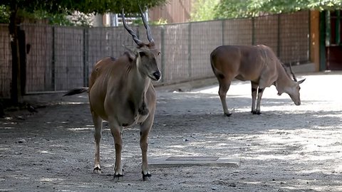 View Beautiful Antelope Zoo Stock Footage Video (100% Royalty-free ...