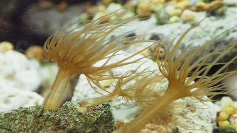 Beautiful Brown Sea Flower Reef Underwater Stock Footage Video (100% ...