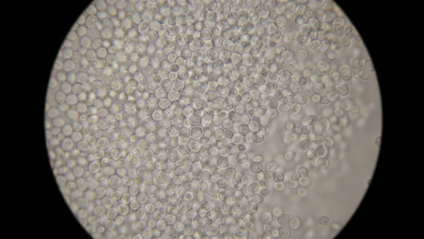 yeast moving under microscope Stock Footage Video (100% Royalty-free ...