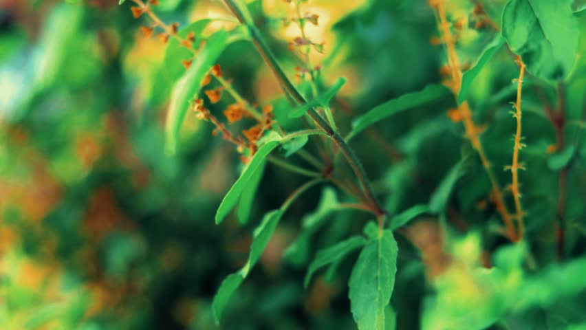 Tulsi plant Stock Video Footage - 4K and HD Video Clips | Shutterstock