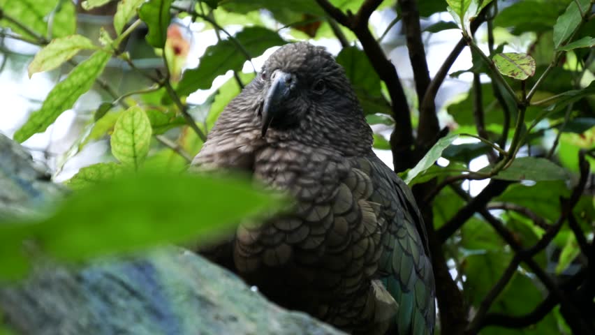Kea Wing in New Zealand image - Free stock photo - Public Domain photo ...