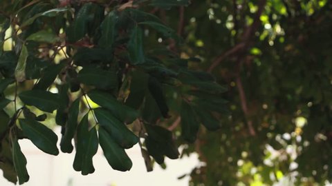 Branches Leaves Rustling Wind Stock Footage Video (100% Royalty-free ...