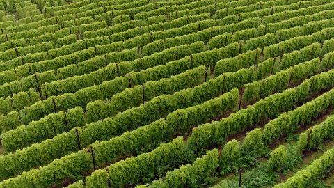 Aerial View Rows Rows Hops Ready Stock Footage Video (100% Royalty-free ...