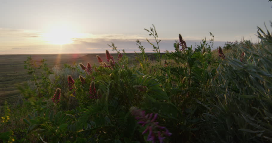 Wildflowers on the hillside image - Free stock photo - Public Domain ...