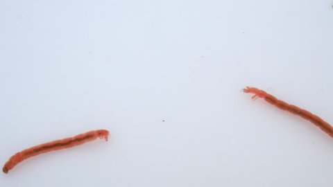 Larva Mosquito Bloodworm Stock Footage Video (100% Royalty-free ...