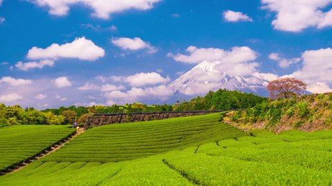 Matcha leaves Stock Video Footage - 4K and HD Video Clips | Shutterstock
