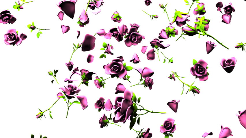 Falling Pink Roses On White Stock Footage Video (100% Royalty-free ...