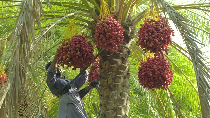 farmer harvesting ripe dates date farm Stock Footage Video (100% ...