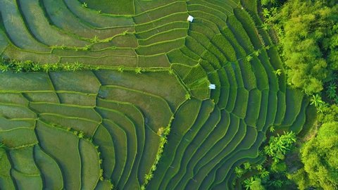 Aerial View Rice Field Terrace Bandung Stock Photo 1135310153 ...