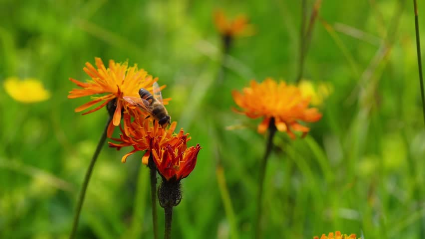 alpine meadow bee collects nectar flower Stock Footage Video (100% ...