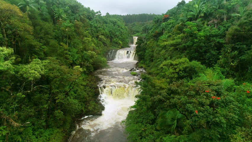 31 Hina tree Stock Video Footage - 4K and HD Video Clips | Shutterstock