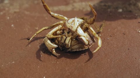Crab Stuck Upside Down Flipped Small 스톡 동영상 비디오(100% 로열티 프리) 1013832446 ...