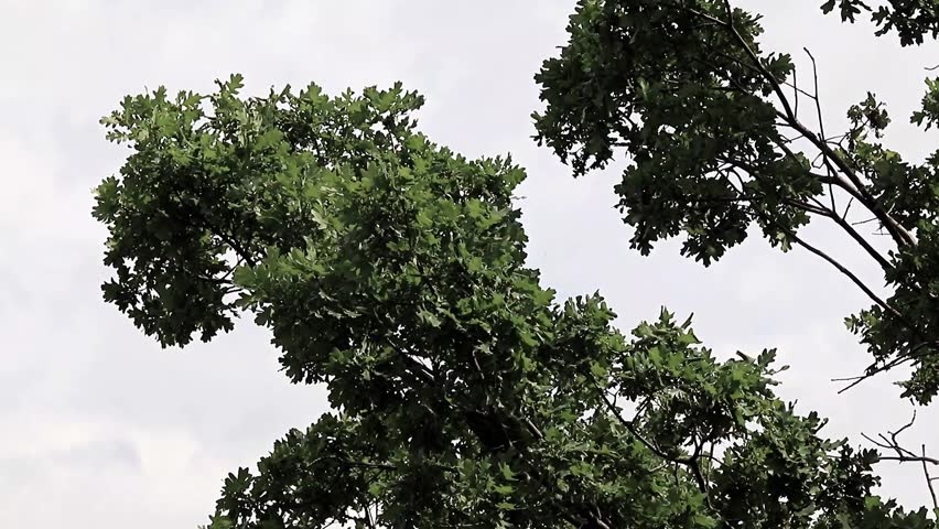 oak tree leaves blowing wind Stock Footage Video (100% Royalty-free ...