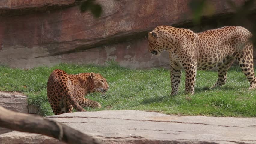 two leopards playfully fighting Stock Footage Video (100% Royalty-free ...