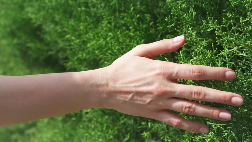 woman sliding hand against fresh green Stock Footage Video (100% ...