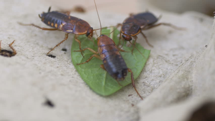 Cockroaches Feeding Closeup Footage : vidéo de stock (100 % libre de ...