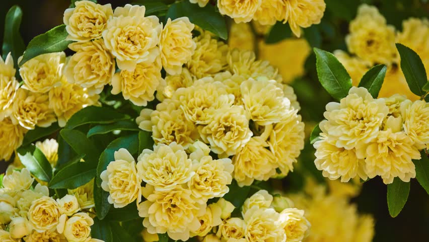 rosa banksiae lady banks rose just Stock Footage Video (100% Royalty ...