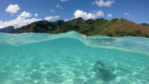 Over Under Sea Surface Sharkstropical Fish Stock Footage Video (100% ...