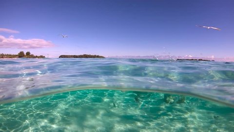 Over Under Sea Surface Sharkstropical Fish Stock Footage Video (100% ...