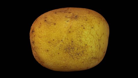 Realistic Render Rotating Melody Potato On Stock Footage Video (100% ...