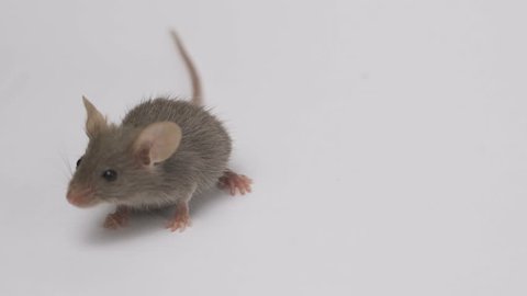 Cute Little Mouse On White Background Stock Footage Video (100% Royalty ...