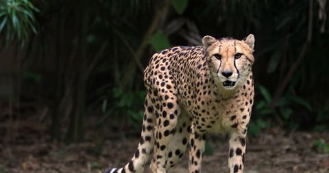 Cheetah Creeping Toward Camera Slow Motion Stock Footage Video (100% ...