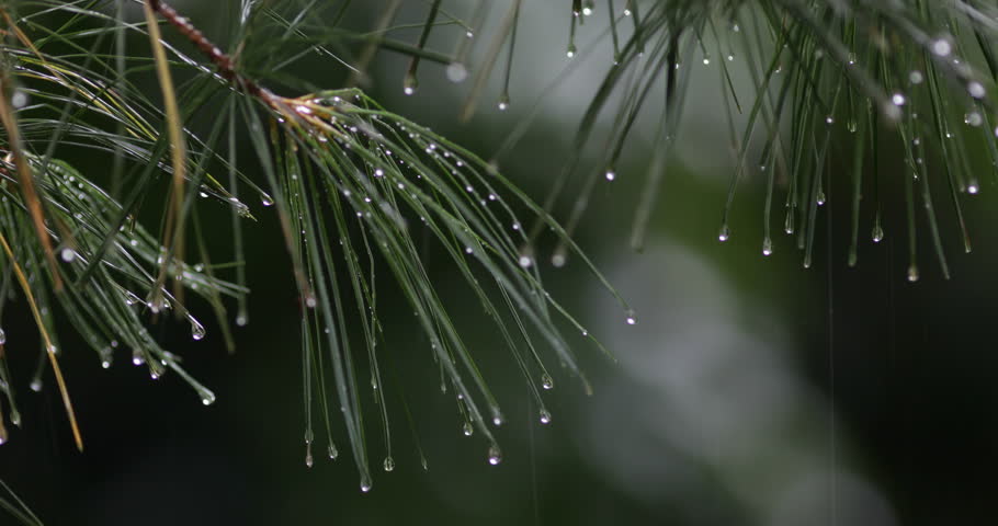 Close up of Rain Falling Stock Footage Video (100% Royalty-free ...