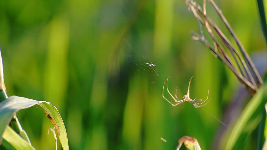 Small Spider on a blade of grass image - Free stock photo - Public ...