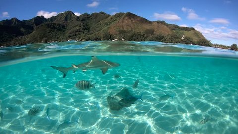 over under sea surface sharkstropical fish Stock Footage Video (100% ...