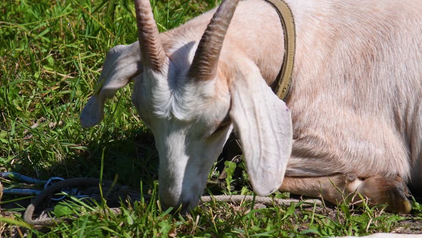 White Goat Resting On the Stock Footage Video (100% Royalty-free ...