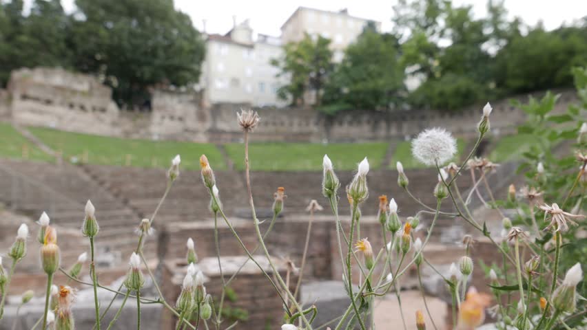Dandelion (taraxacum Officinale), Aka Puffball, Stock Footage Video ...