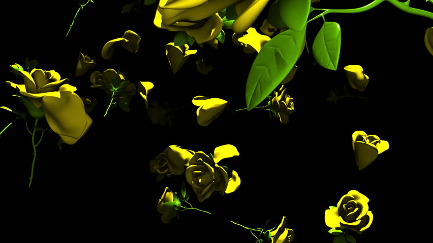 falling yellow roses on black background Stock Footage Video (100% ...