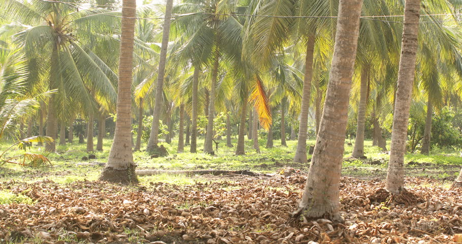 Coconut Trees Kerala India Stock-video (100 % royaltyfri) 1014309194 ...