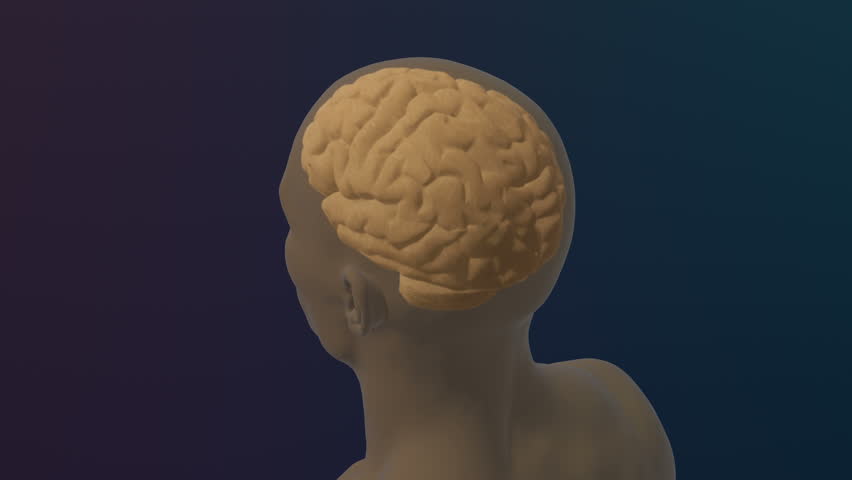 brain scan reveal animation humans mail Stock Footage Video (100% ...