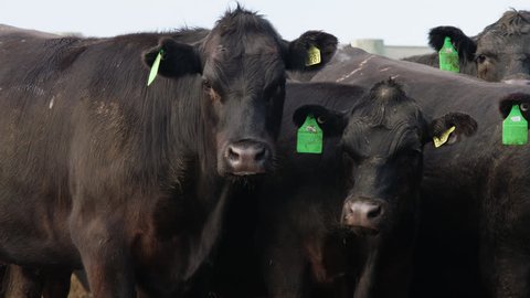 Prime Angus Beef Cattle Australian Stockyard Stock Footage Video (100% ...
