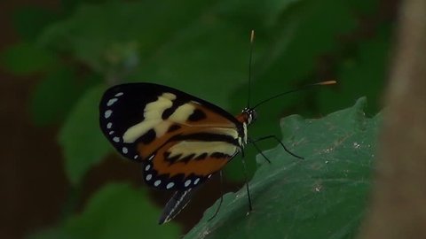 Colored Flying Insects Butterfly Stock Footage Video (100% Royalty-free ...