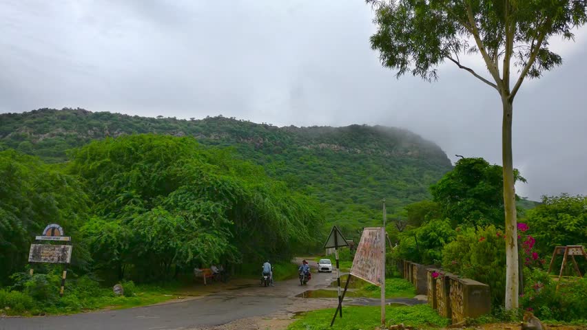 Kuka tree Stock Video Footage - 4K and HD Video Clips | Shutterstock