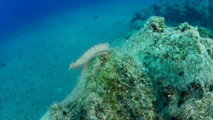 fire worm spawning underwater fireworm mating Stock Footage Video (100% ...