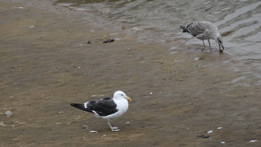 how seagull screams Stock Footage Video (100% Royalty-free) 1014367451 ...