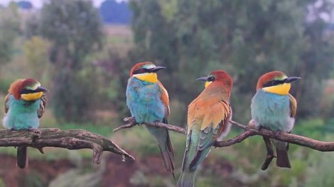 Flock Exotic Colored Birds Stock Footage Video (100% Royalty-free ...