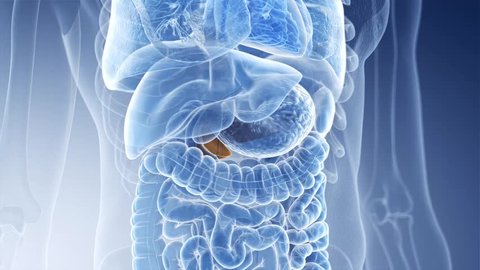 3d Rendered Medically Accurate Animation Pancreas Stock Footage Video ...